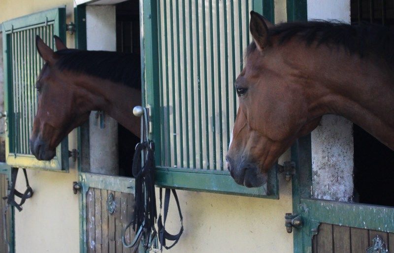 Reitstall Kiesling - Galerie