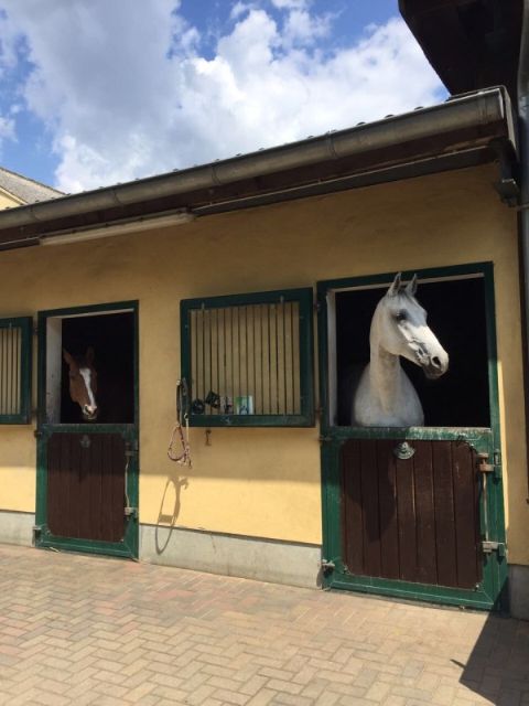 Reitstall Kiesling - Galerie